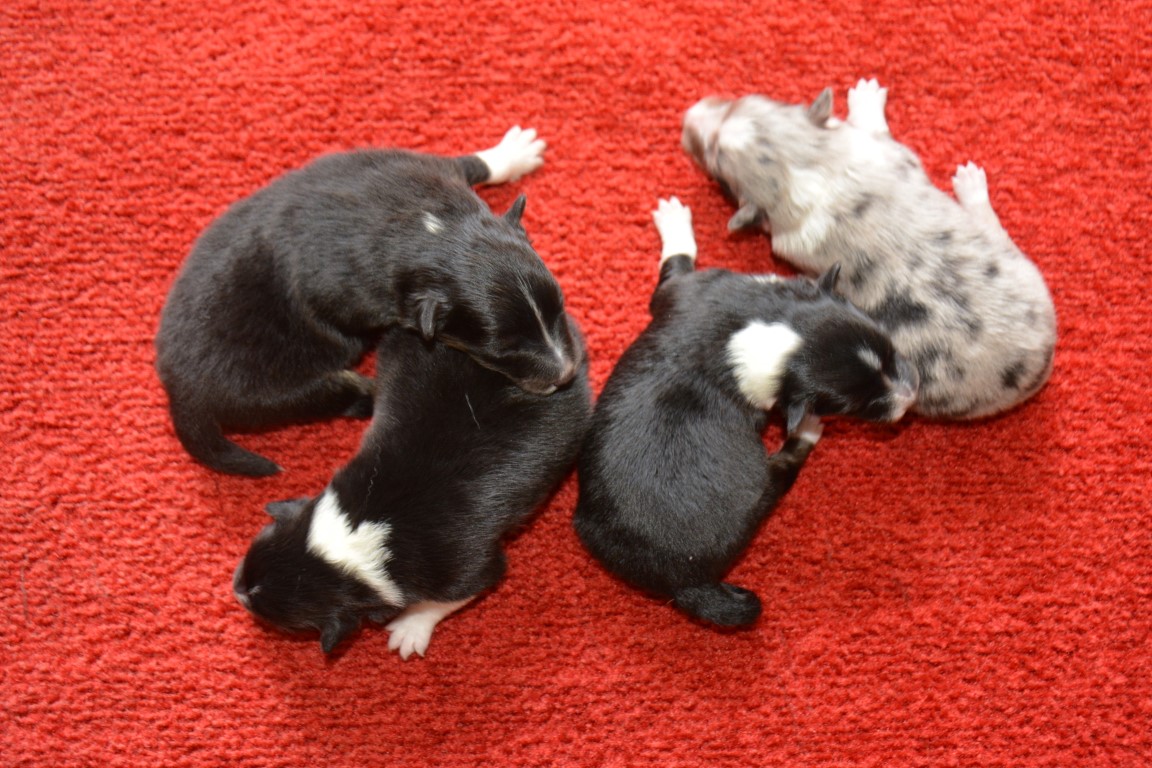 Shetland Sheepdogs 't Wijnmeer